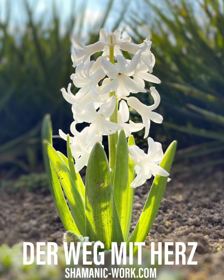 „Der Weg mit Herz“ – was ist damit eigentlich genau gemeint? – Shamanic Work